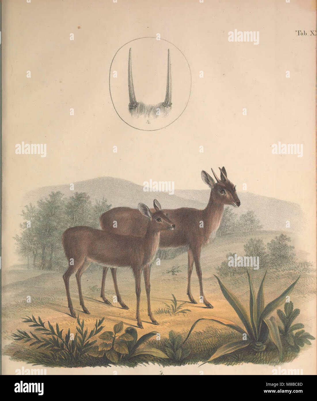 This work features 65 species of lesser-known mammals, illustrated and ...