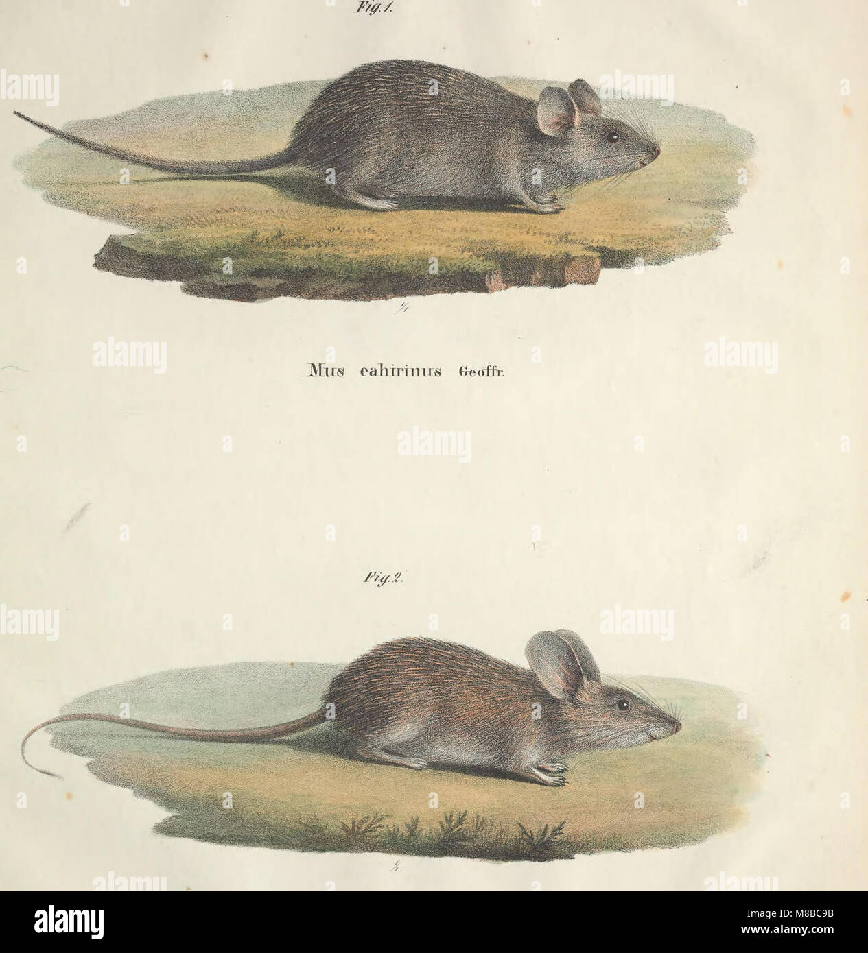 This work showcases 65 lesser-known mammal species, illustrated and ...