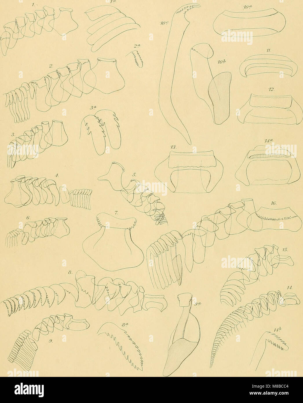 This 1856 study examines the teeth of snails as a means of establishing ...