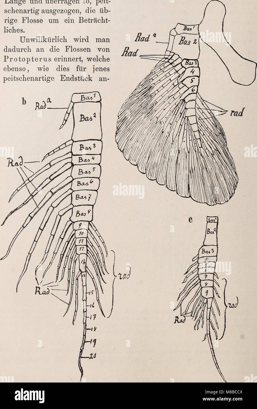This 1892 study examines the limb skeletons of vertebrates, with a ...
