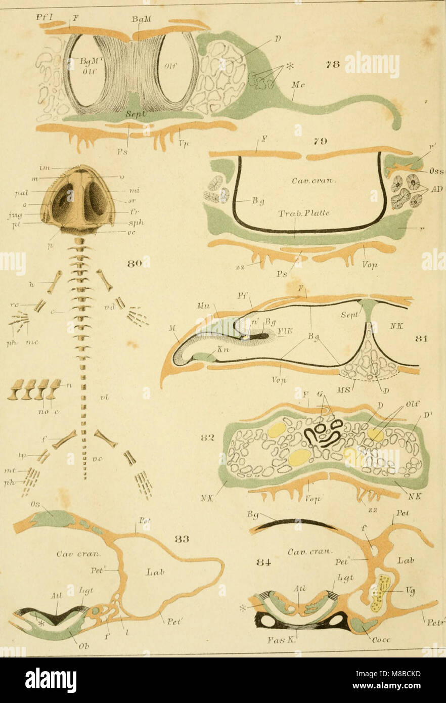This 1877 work focuses on the comparative anatomy of the skulls of ...