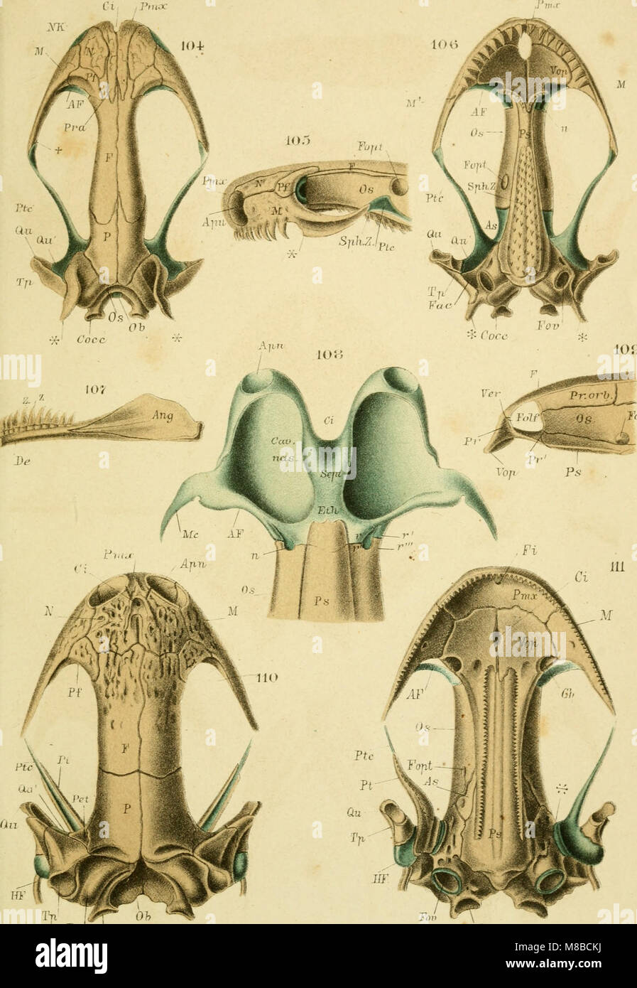 This 1877 work focuses on the comparative anatomy of the head skeleton ...