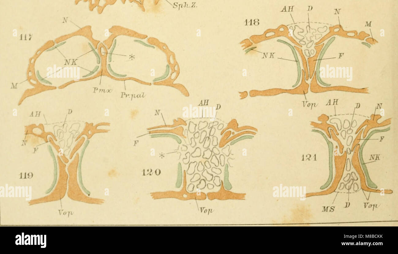 'Das Kopfskelett der Urodelen' (1877) is a comparative anatomical study ...