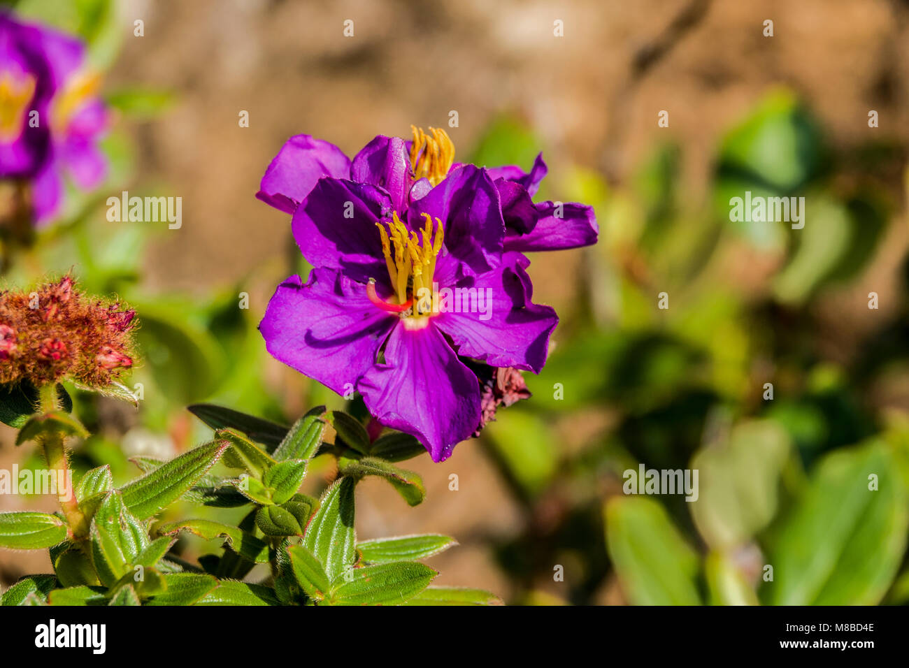 Wild flowers in forest in full bloom during spring in a forest glade ...