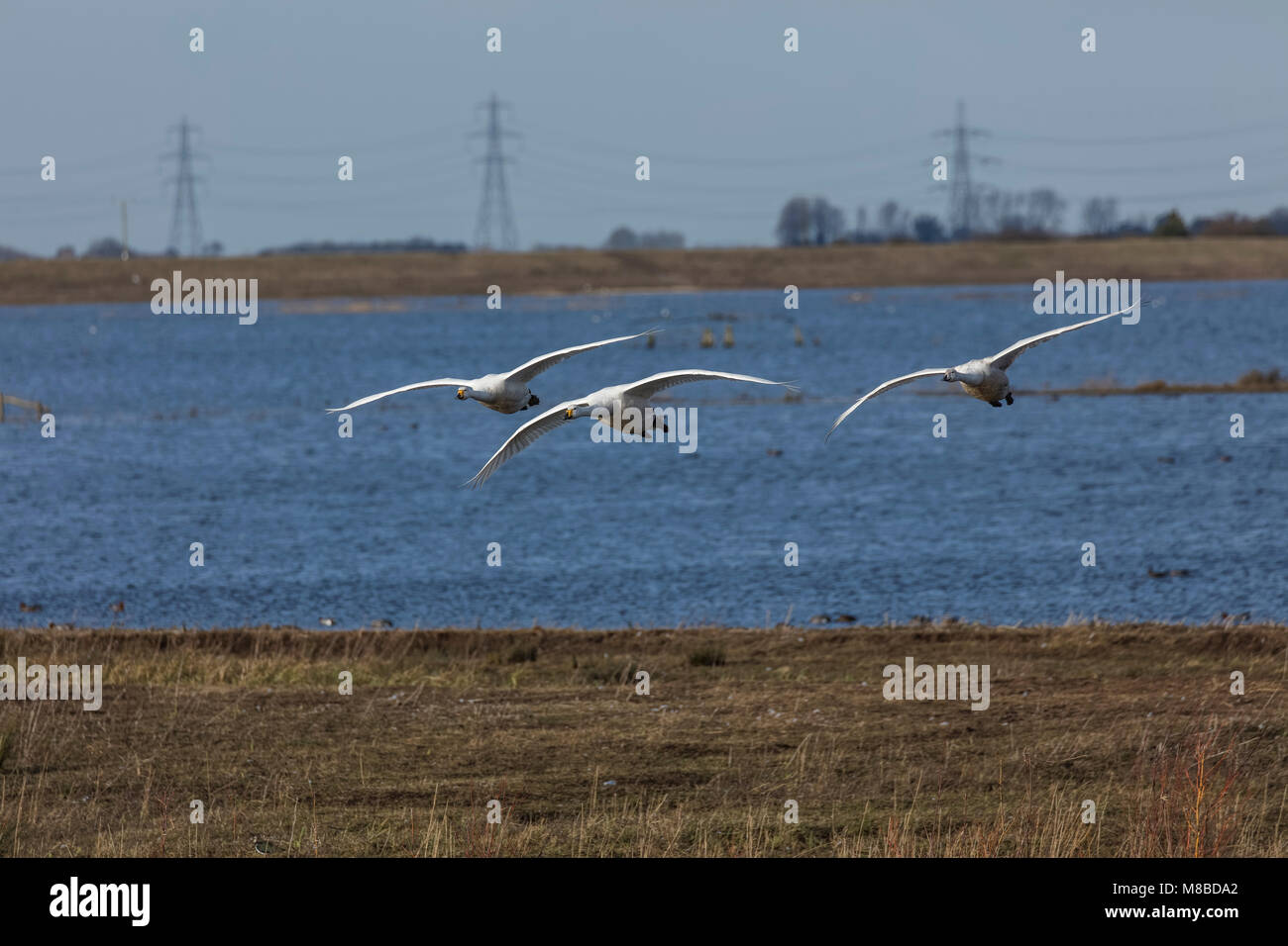 Three Whooper Swans Flying Stock Photo - Alamy