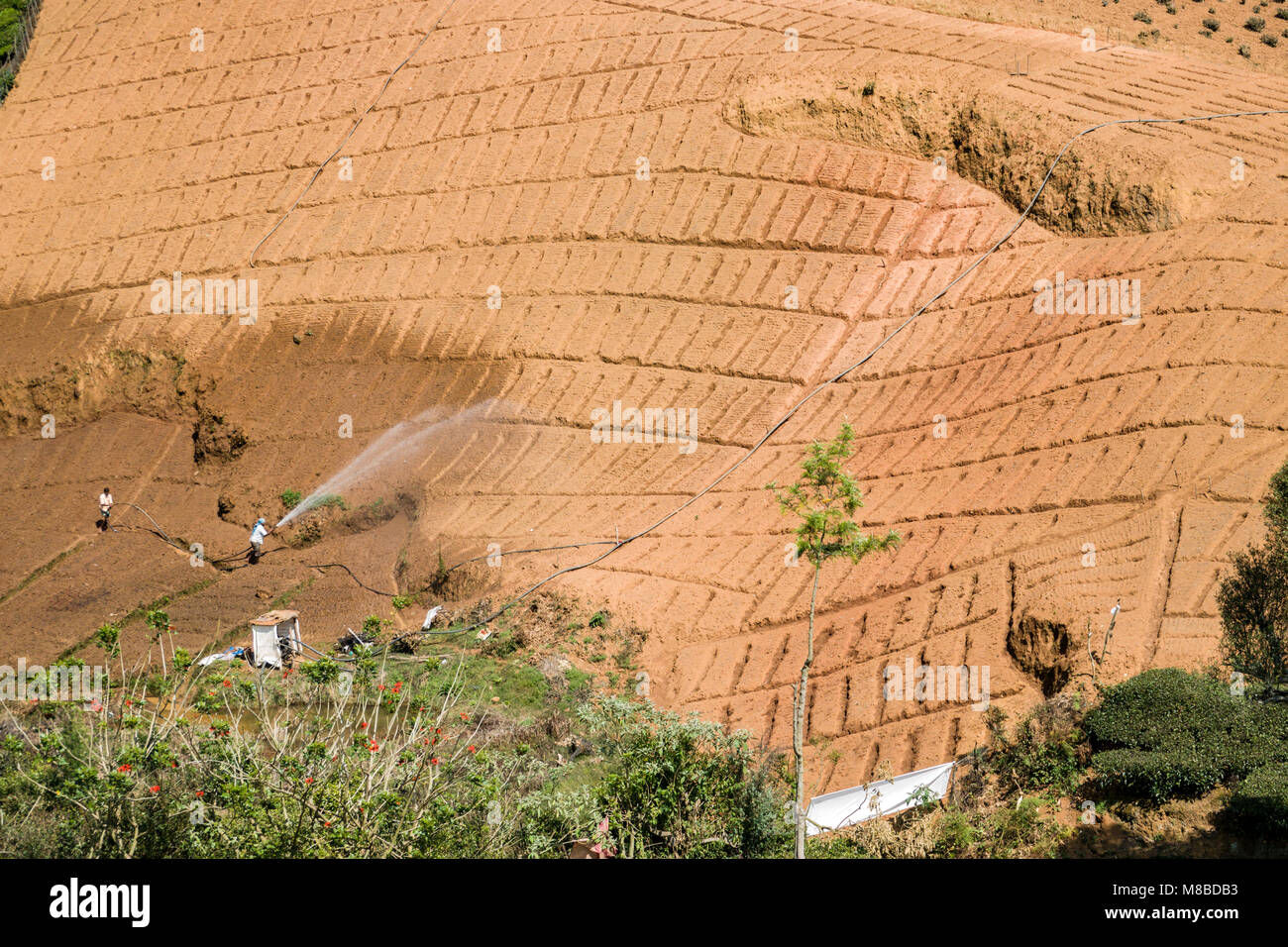 people working in Beautiful step cultivation / terrace farming in ...