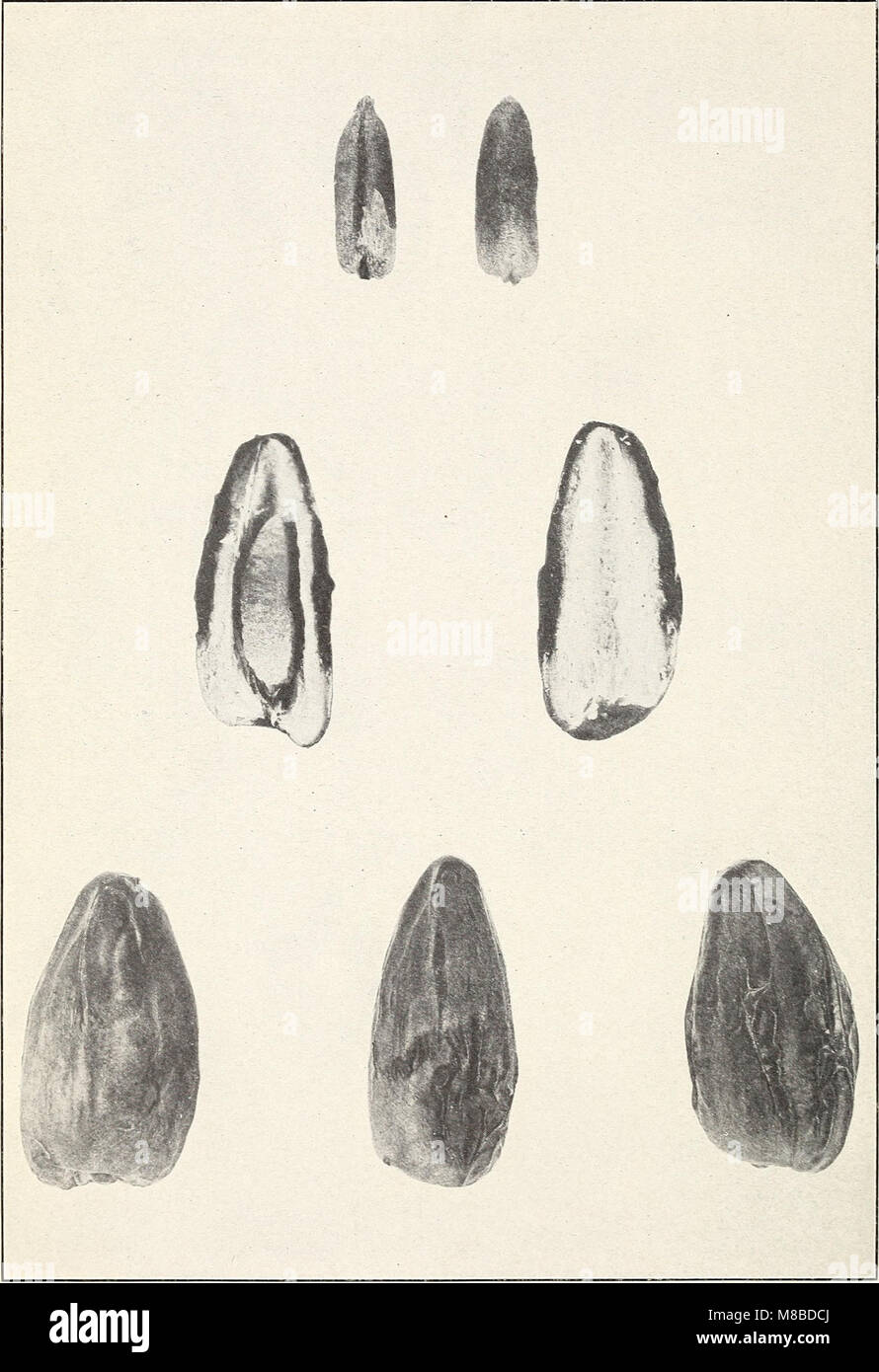 *Dates of Egypt and the Sudan* (1915) explores the cultivation, history ...
