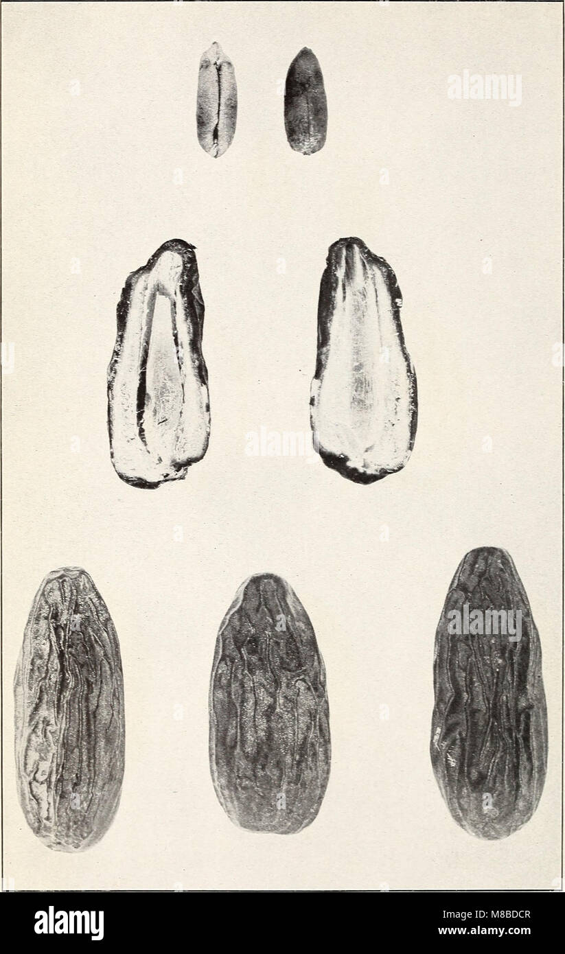 Dates of Egypt and the Sudan (1915) (14580225727 Stock Photo - Alamy