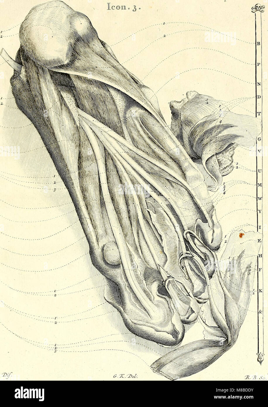Davidis Cornelii de Courcelles, Med. Doct. Icones musculorum plantae ...