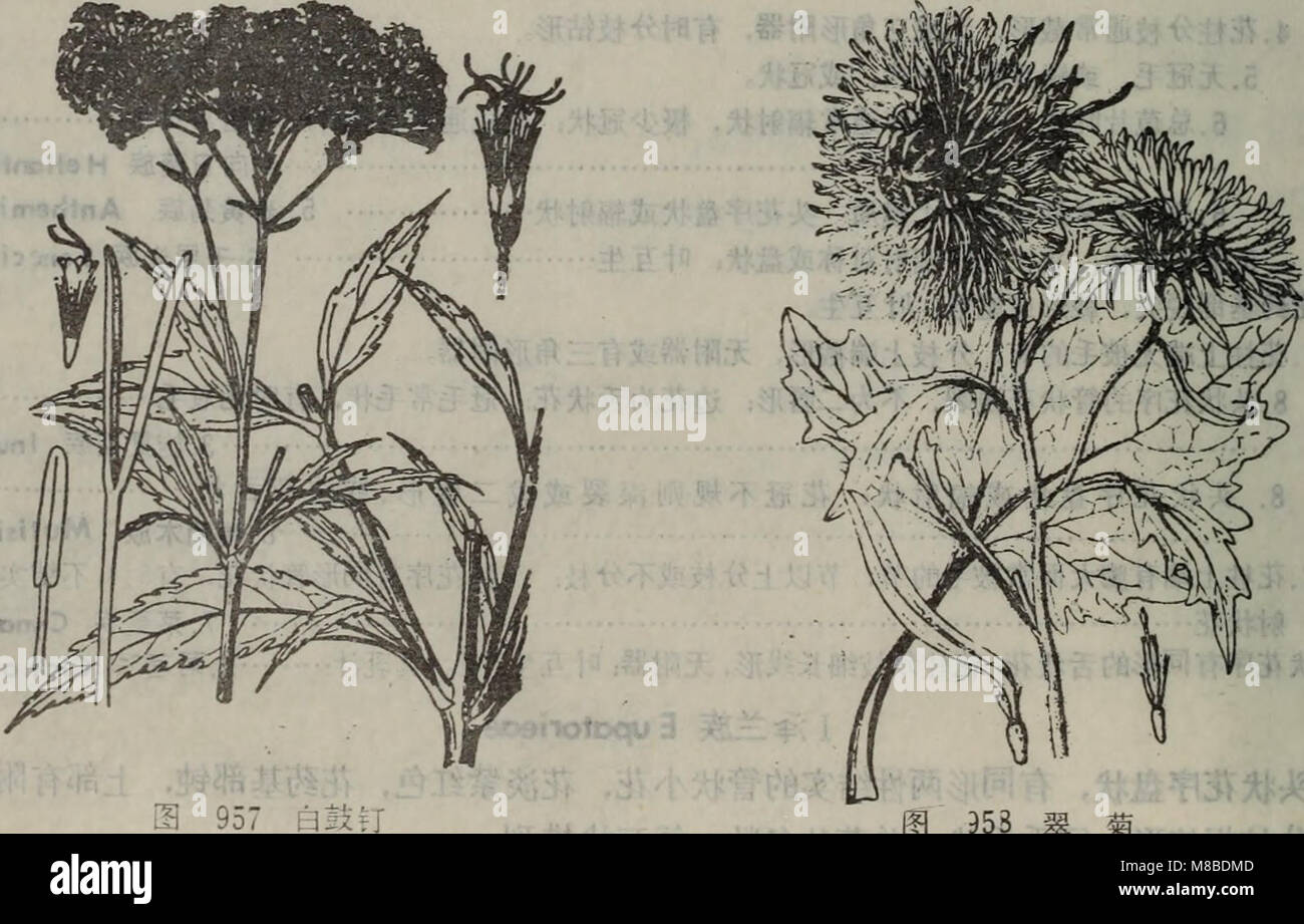 Da lian di qu zhi wu zhi (1982) (20838035301 Stock Photo - Alamy