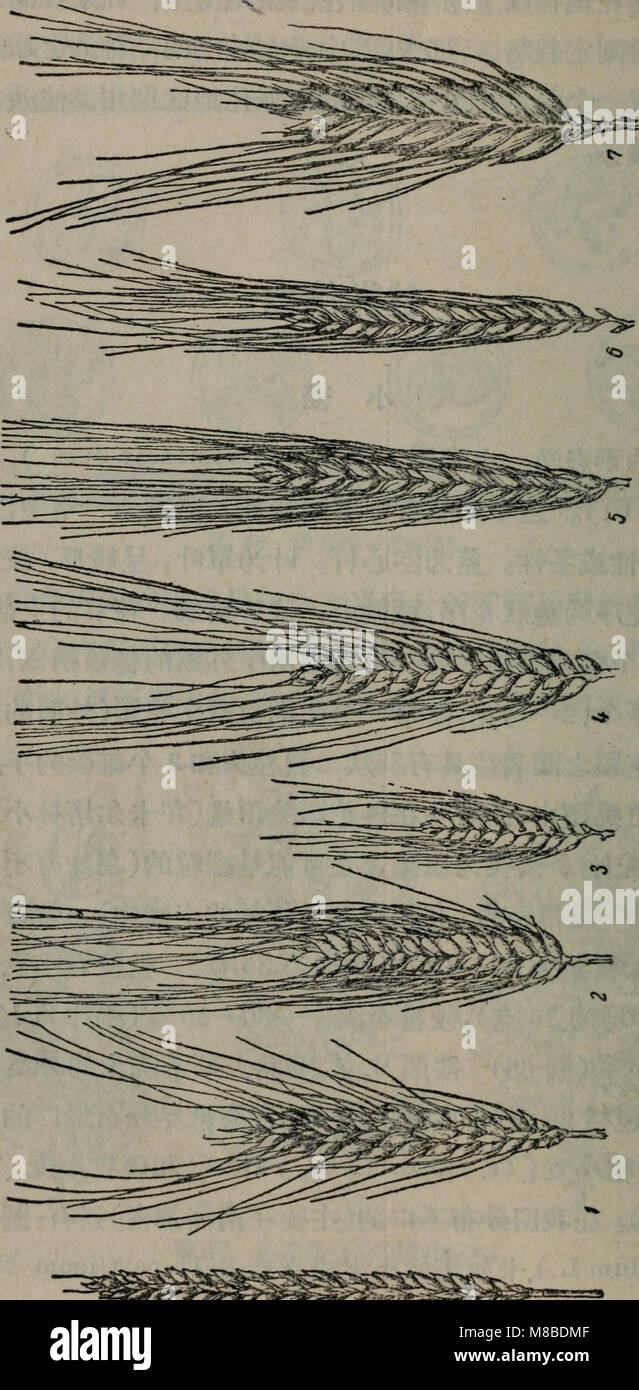 This 1957 work, titled 'Da tian zuo wu yu zhong xue yu zhong zi fan yu ...