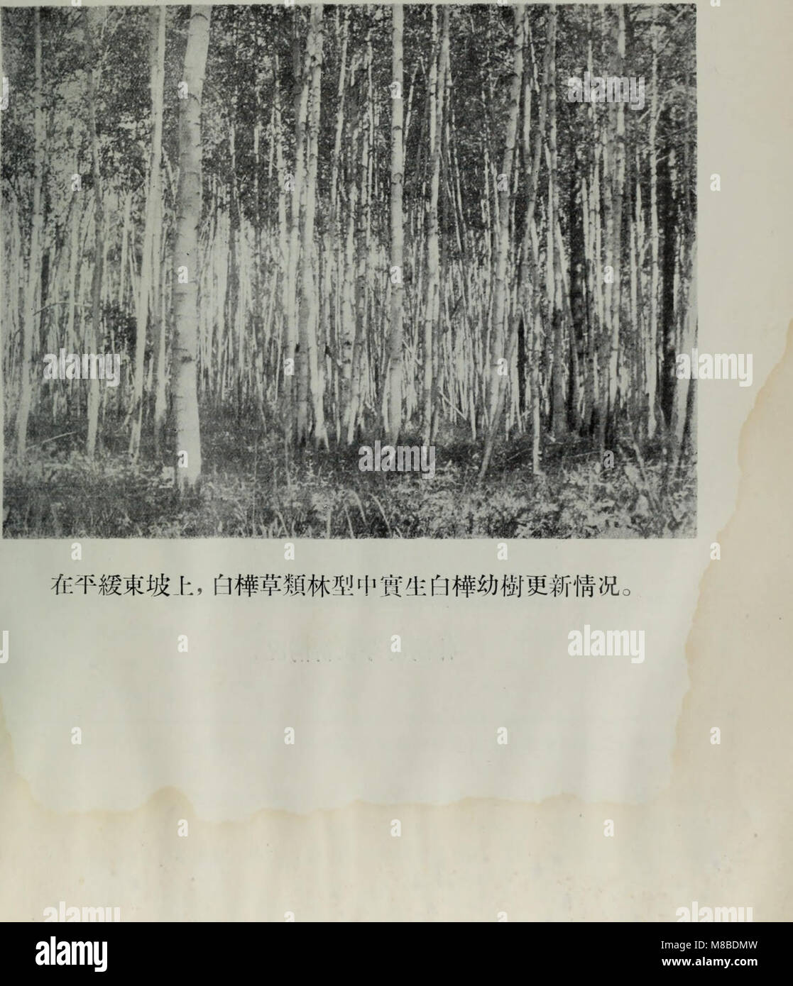 Da xing ling sen lin hi-res stock photography and images - Alamy