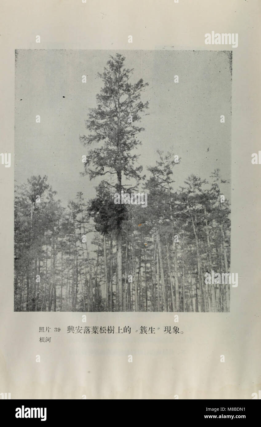 Da xing an ling sen lin zi yuan diao cha bao gao (1954-1955 ...