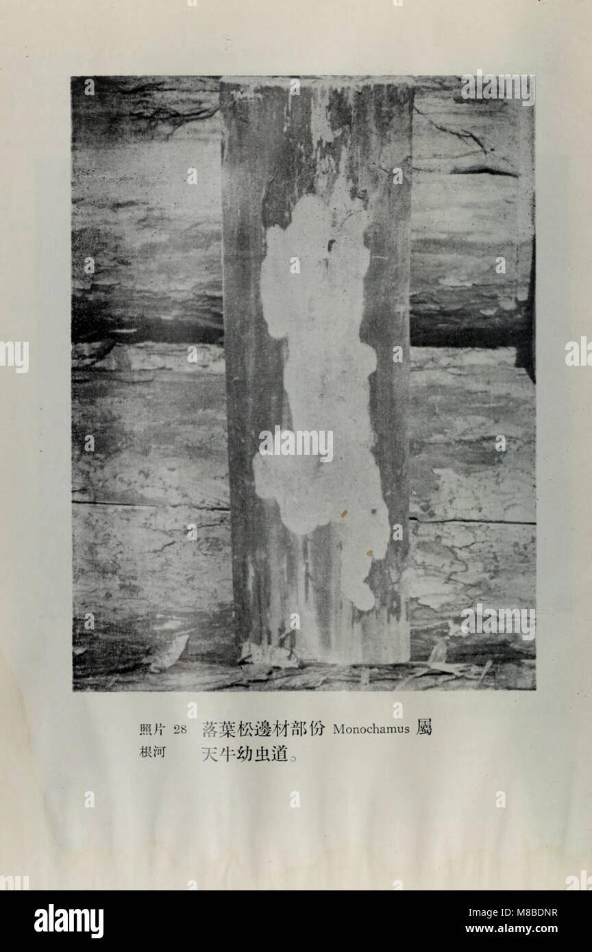 Da xing an ling sen lin zi yuan diao cha bao gao (1954-1955 ...