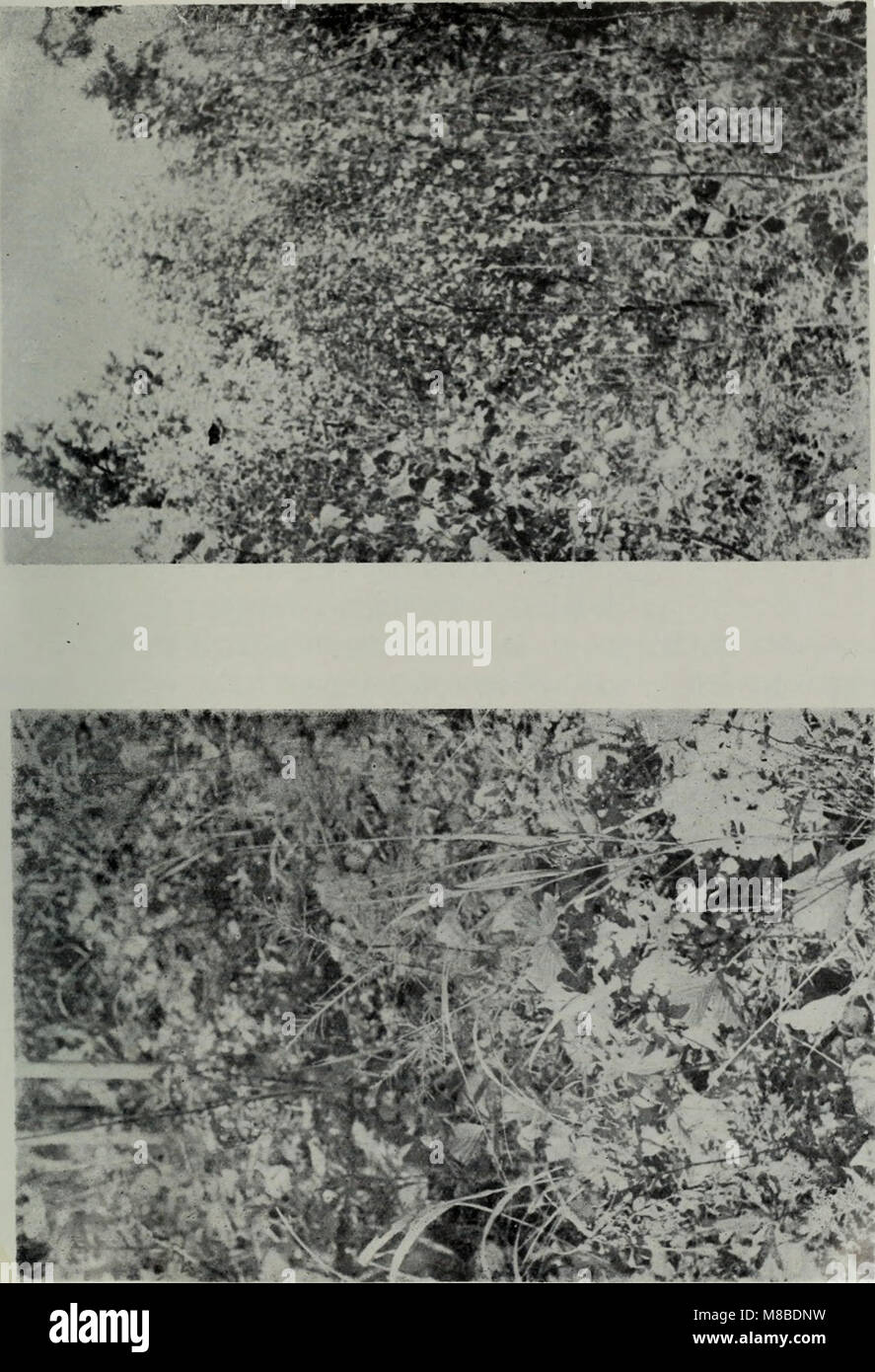 Da xing an ling sen lin zi yuan diao cha bao gao (1954-1955 ...