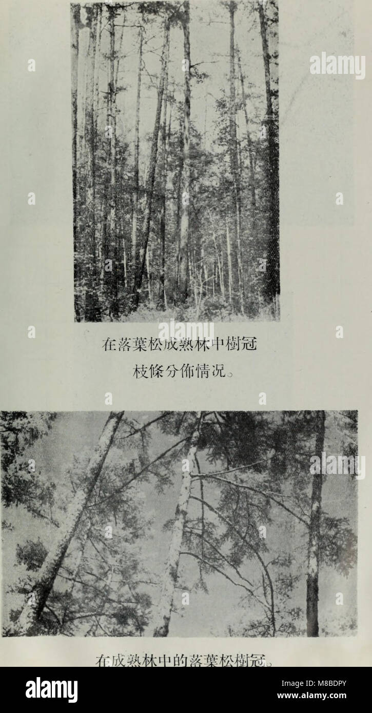 Da xing an ling sen lin zi yuan diao cha bao gao (1954-1955 ...