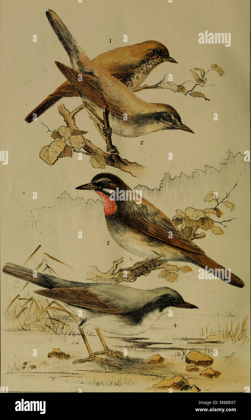 Dbutsugaku zasshi (1901) (20654851740 Stock Photo - Alamy