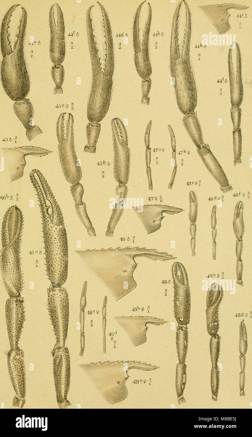 This 1892 study by Dr. J.G. De Man examines the decapods (ten-legged ...