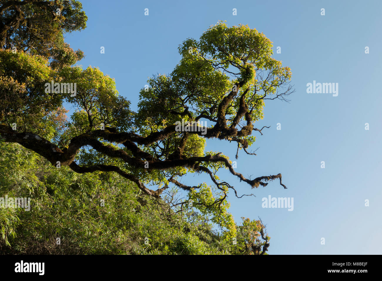Wild flowers in forest in full bloom during spring in a forest glade ...