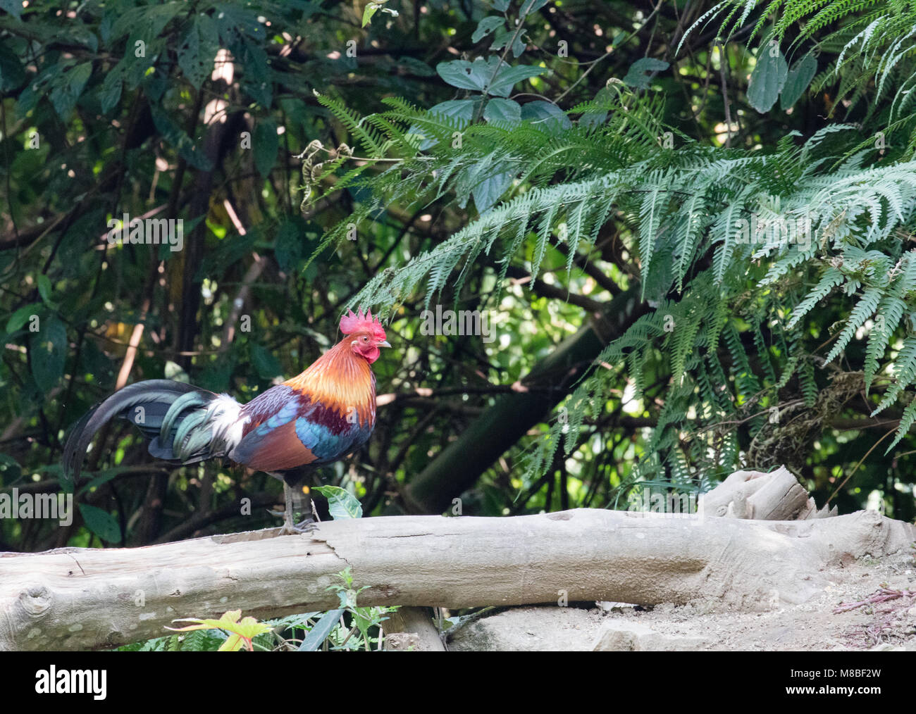 Gallus gallus - Red junglefowl Stock Photo - Alamy