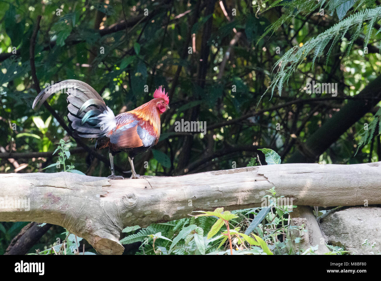 Gallus gallus - Red junglefowl Stock Photo - Alamy