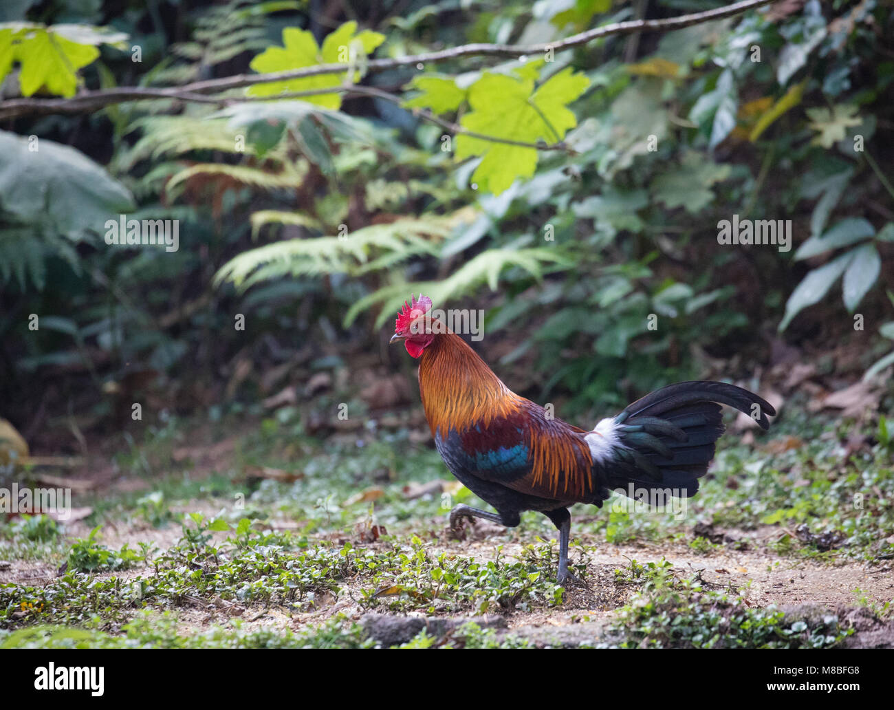 Gallus gallus - Red junglefowl Stock Photo - Alamy