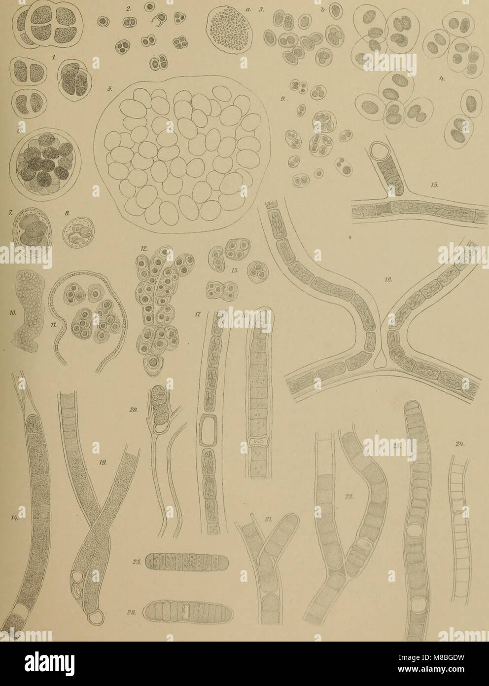 Denkschriften of the Austrian Academy of Sciences (1915) is a series of ...
