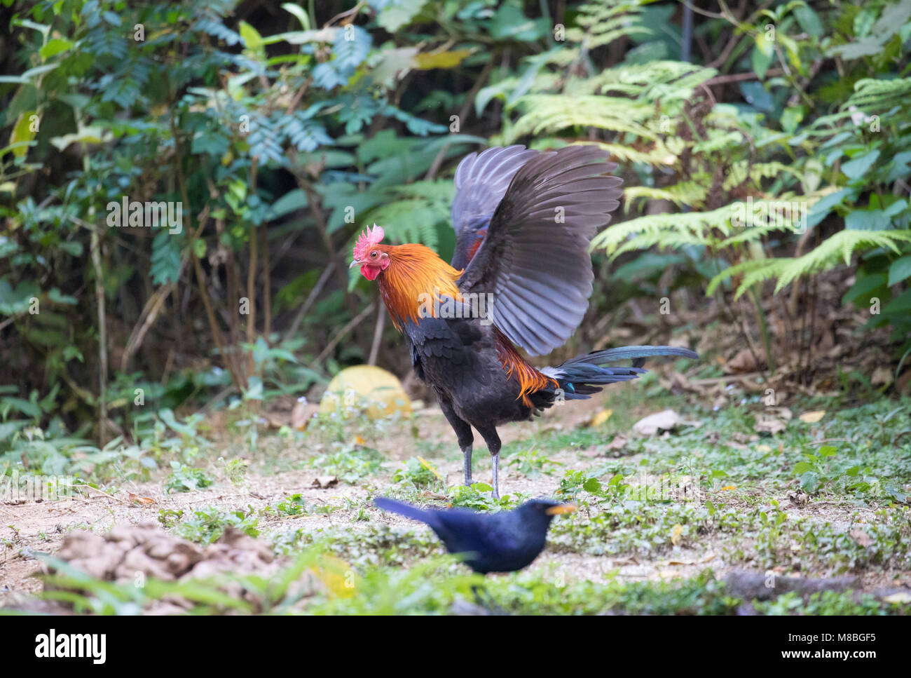 Gallus gallus - Red junglefowl Stock Photo - Alamy