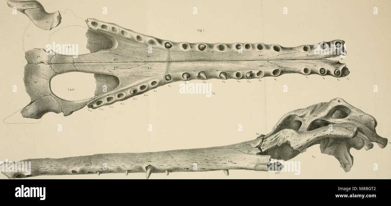 This 1885 publication from the Imperial Academy of Sciences presents ...