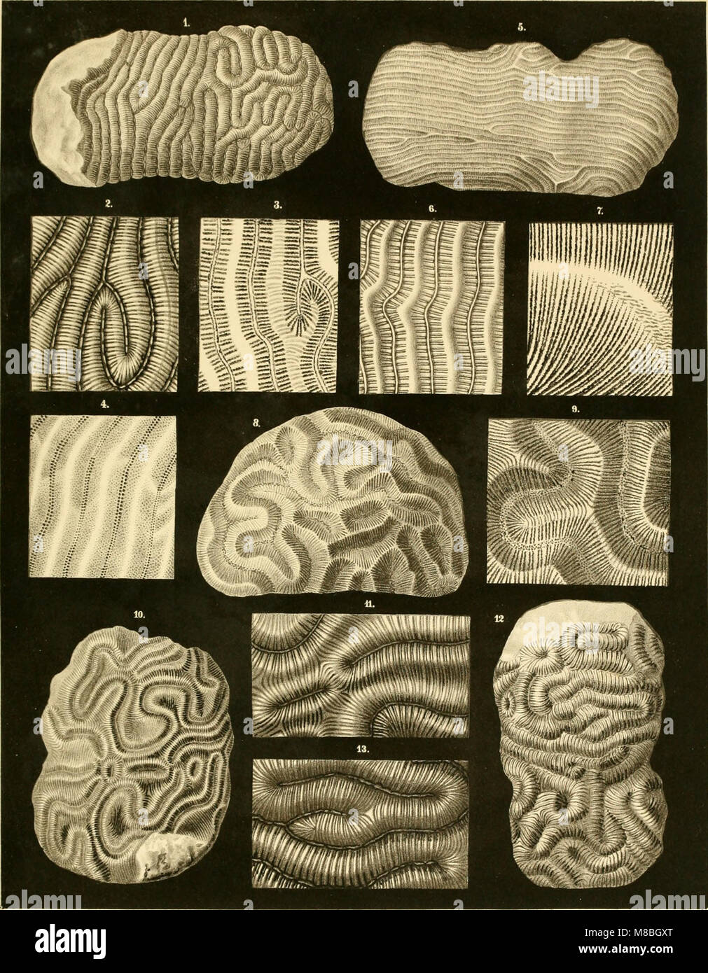 This 1854 publication from the Imperial Academy of Sciences includes ...