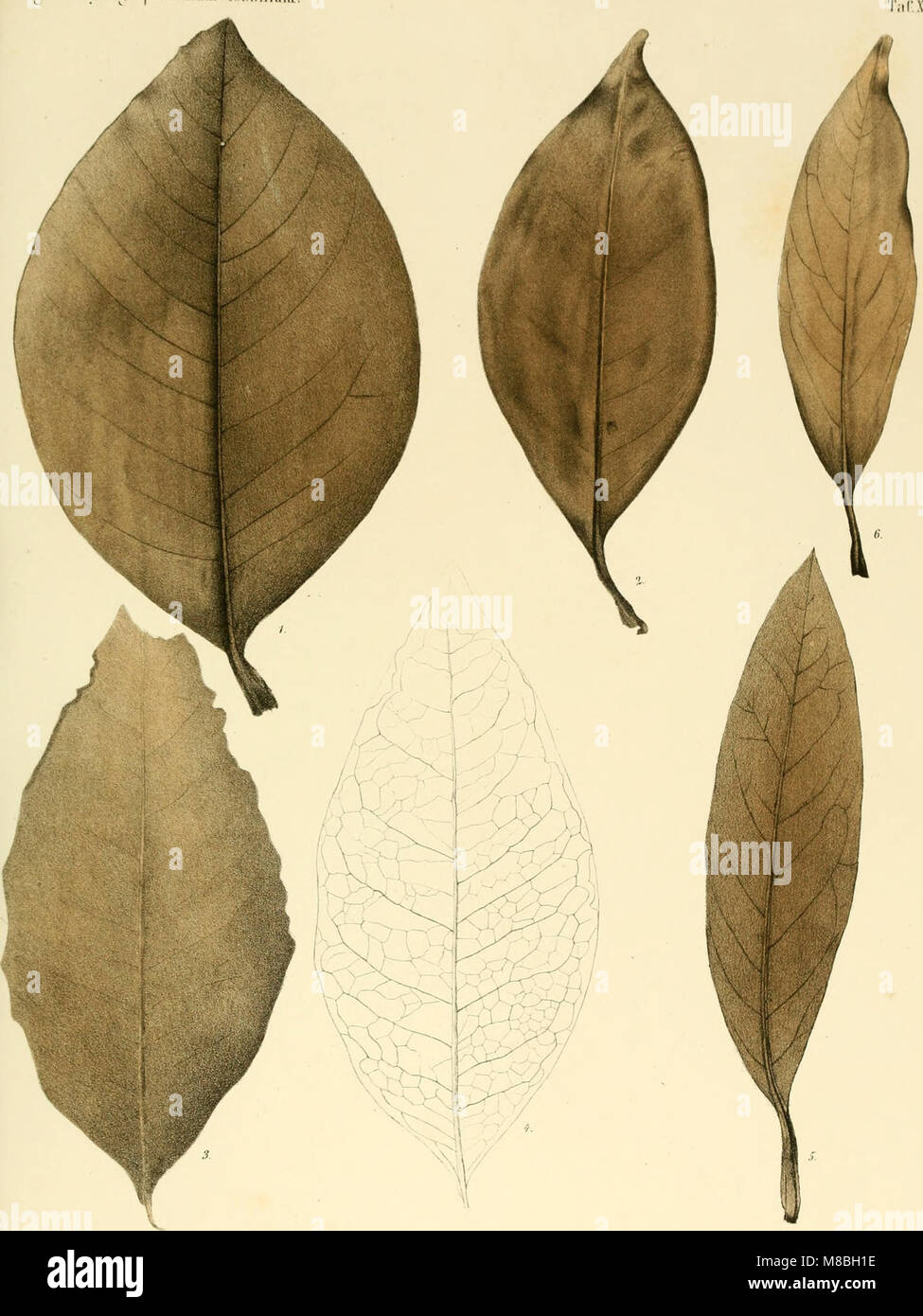 A 1861 publication from the Imperial Academy of Sciences, documenting ...