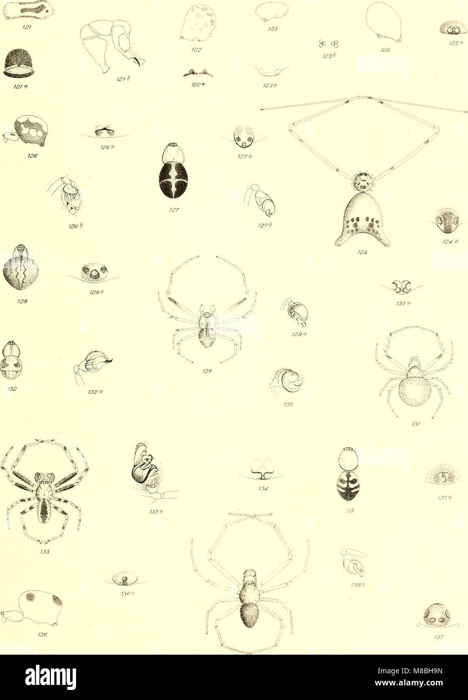 *Die Spinnen Amerikas* (1880) is a comprehensive work detailing the ...