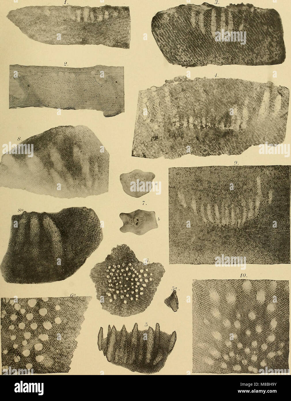 The 1894 publication from the Medical and Natural Science Society of ...