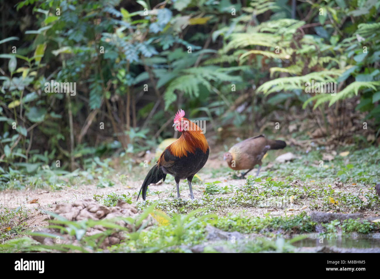 Gallus gallus - Red junglefowl Stock Photo - Alamy