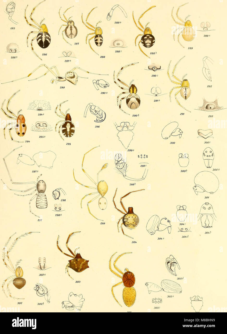 'Die Spinnen Amerikas' (1880) is a detailed work on the spiders of ...