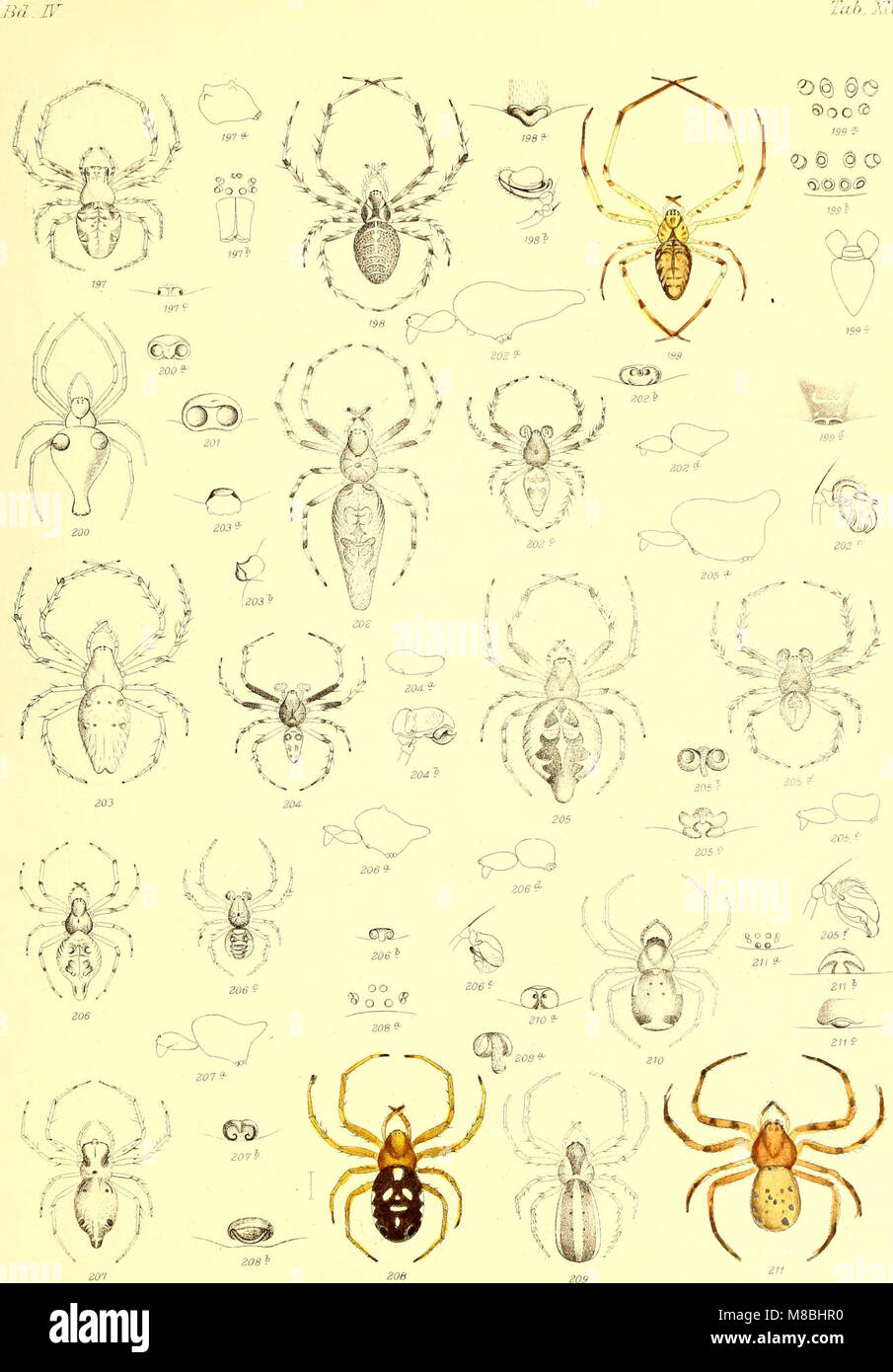 *Die Spinnen Amerikas* (1880) is a detailed study of spider species ...