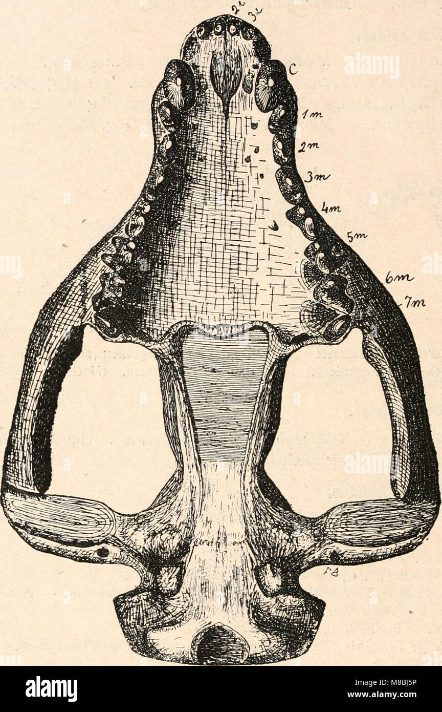 'Die StÃ¤mme der Wirbeltiere' (1919) presents a detailed classification ...