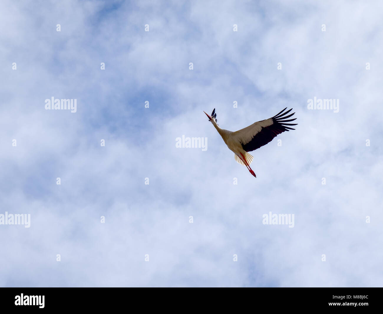 Stork in Flight at Faro in Portugal Stock Photo - Alamy
