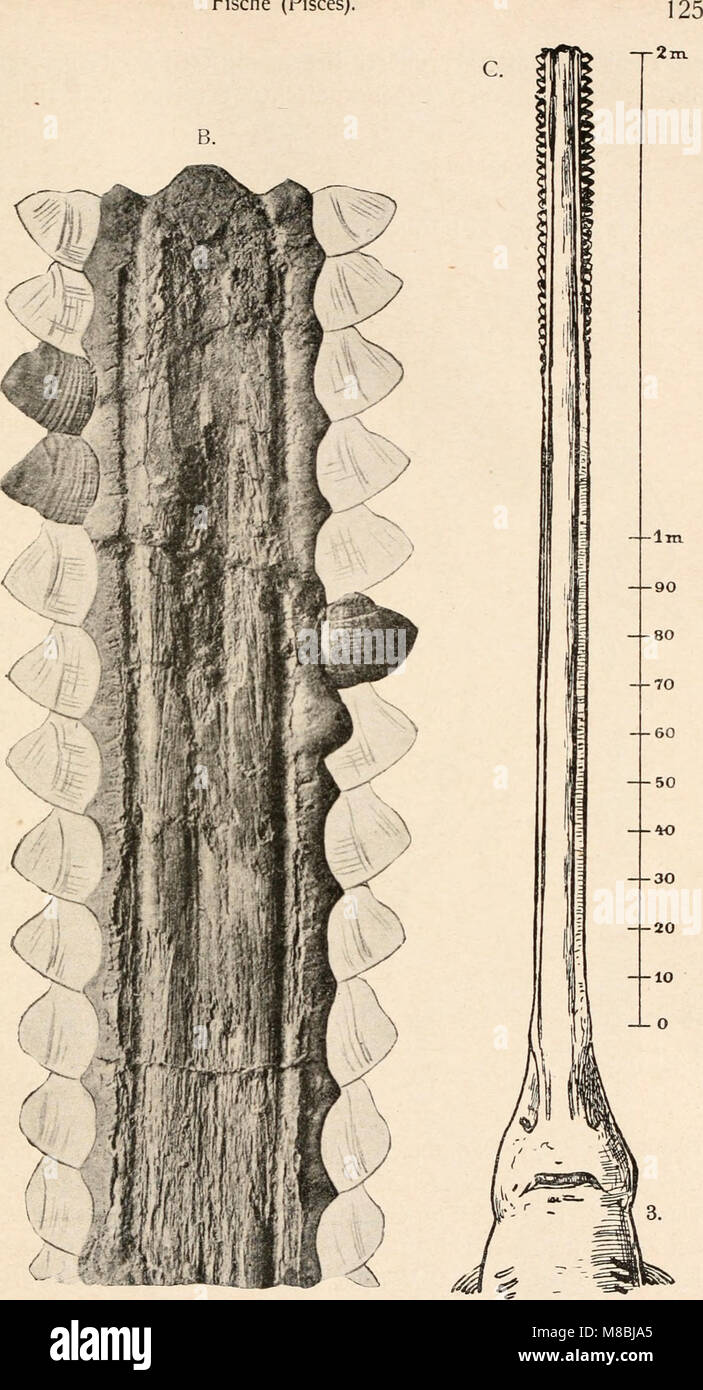 This 1919 work discusses the vertebrate families, examining the anatomy ...