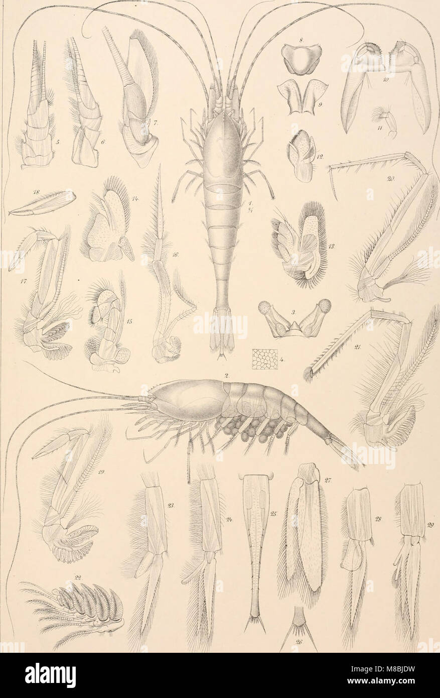 A detailed account of the Norwegian North Sea Expedition (1876-1878 ...