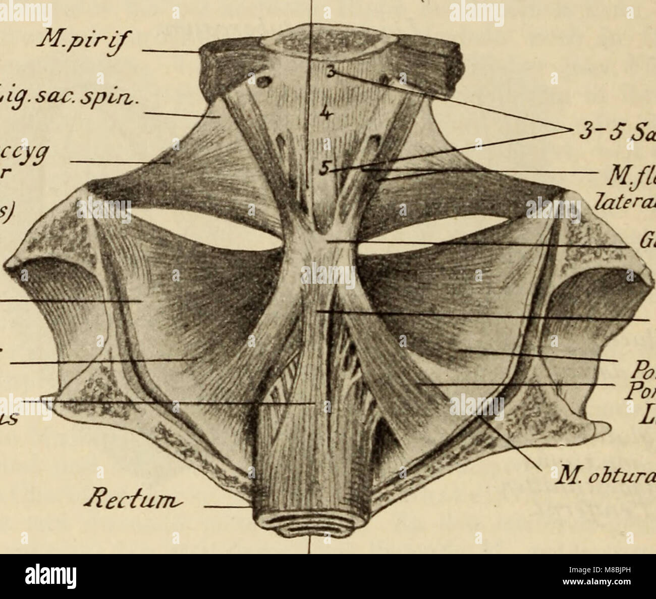 This German-language work from 1902 examines human anatomy as evidence ...