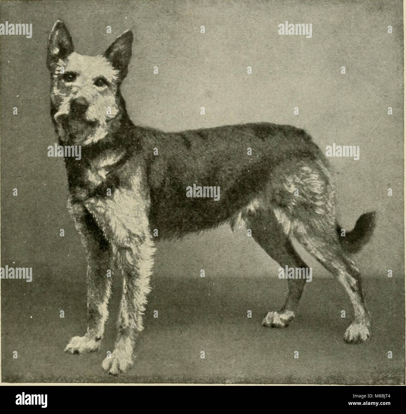 'Der deutsche SchÃ¤ferhund in Wort und Bild' (1921) explores the German ...