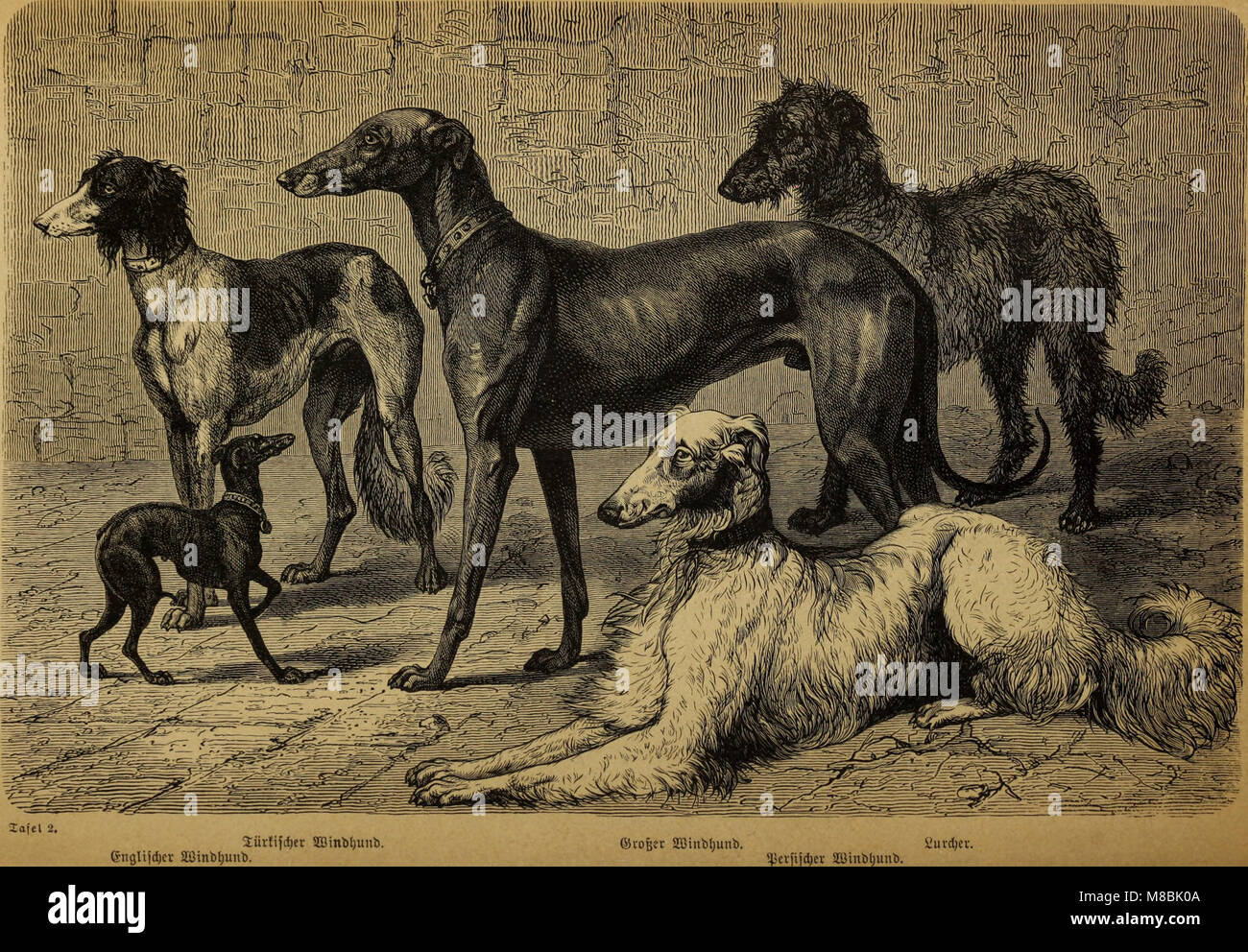 This 1876 work provides a comprehensive natural history of the domestic ...
