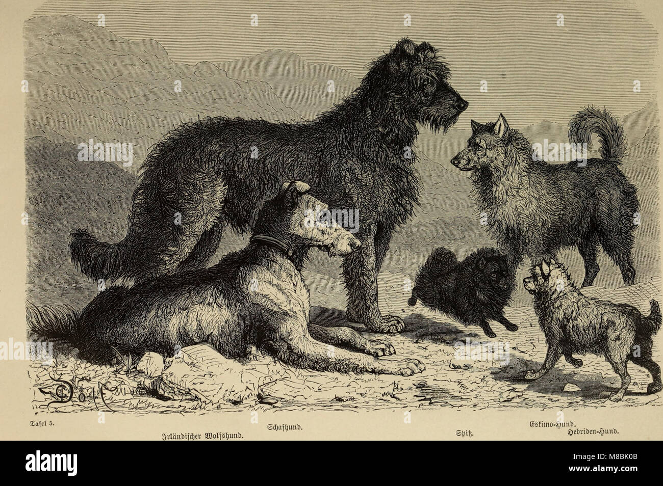 This 1876 work discusses the history and nature of the domestic dog ...