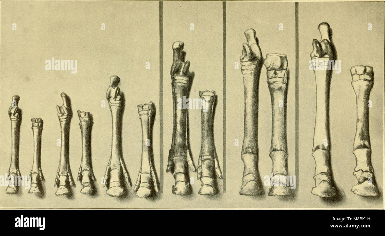 Der Mensch, sein Ursprung und seine Entwicklung, in gemeinverständlicher Darstellung (1911 ...