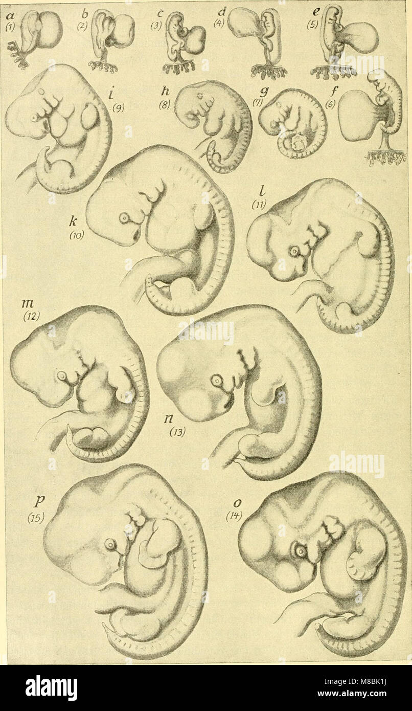 *Der Mensch, sein Ursprung und seine Entwicklung* (1911) explores human evolution and ...