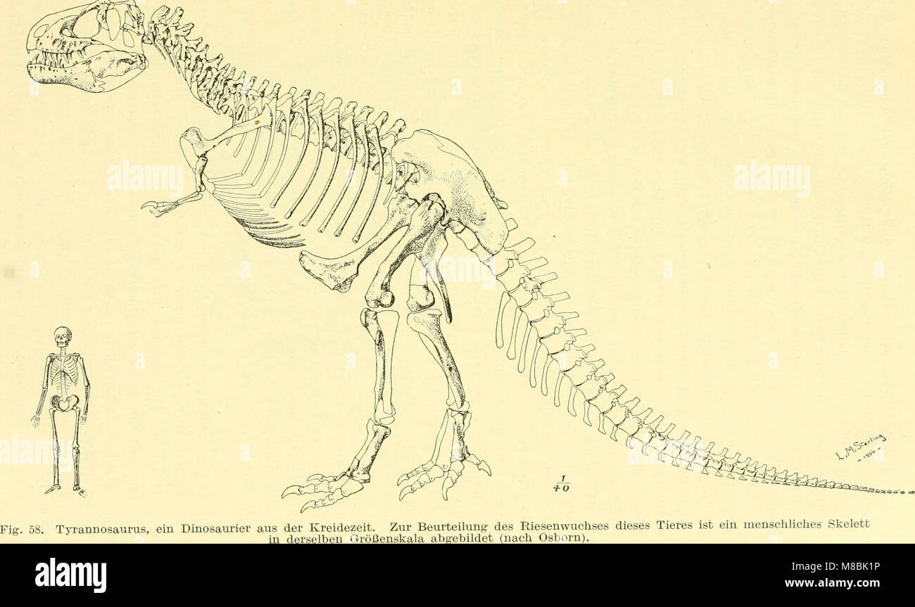Der Mensch, sein Ursprung und seine Entwicklung, in gemeinverständlicher Darstellung (1911 ...