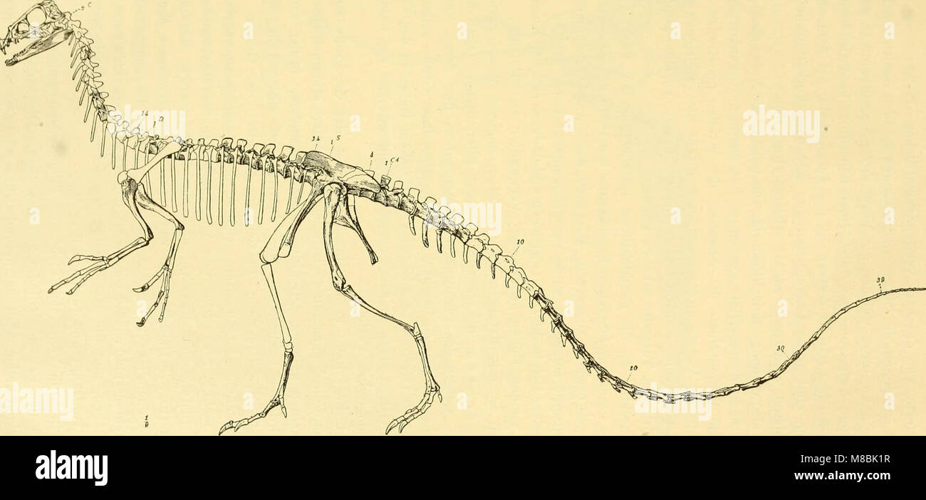 'Der Mensch, sein Ursprung und seine Entwicklung' (1911) offers a scientific explanation of ...
