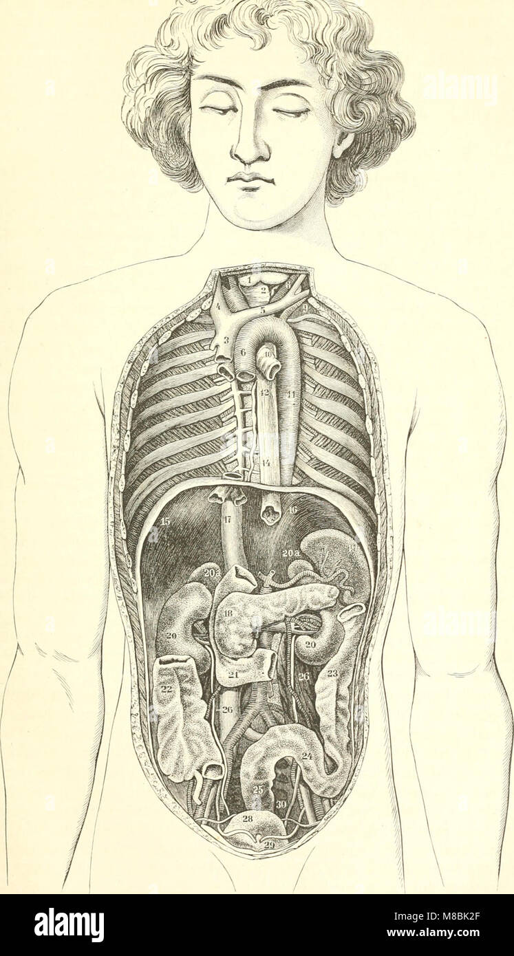 'Der Mensch' (1886-) explores the human body, its anatomy, physiology ...