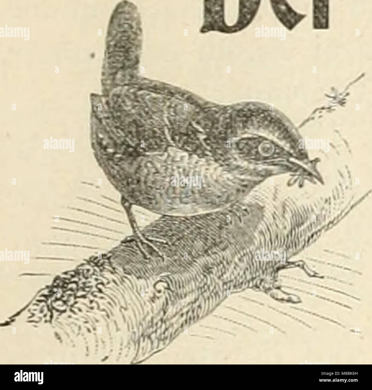 Der Ornithologische Beobachter (1903) (20242272543 Stock Photo - Alamy